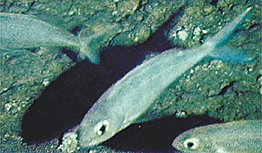 Honolulu Star-Bulletin Local News