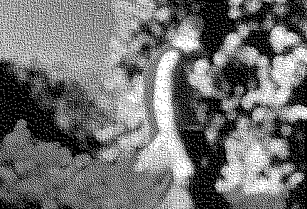 Honolulu Star-Bulletin Features