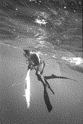 Honolulu Star-Bulletin Hawaii News